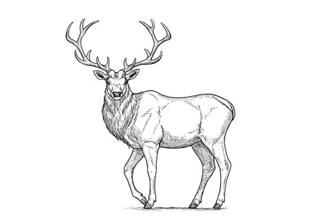 How To Draw A Deer Step By Step