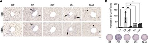 both the lsp and lsp cb dual promoter decreased pullulanase induced ctl
