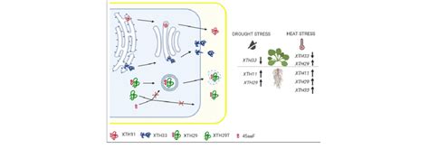 Schematic Representation Of Arabidopsis Xth11 Xth33 And Xth29 Showing