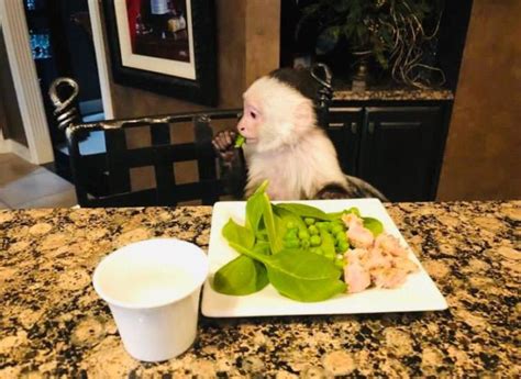 Capuchin Monkey Male