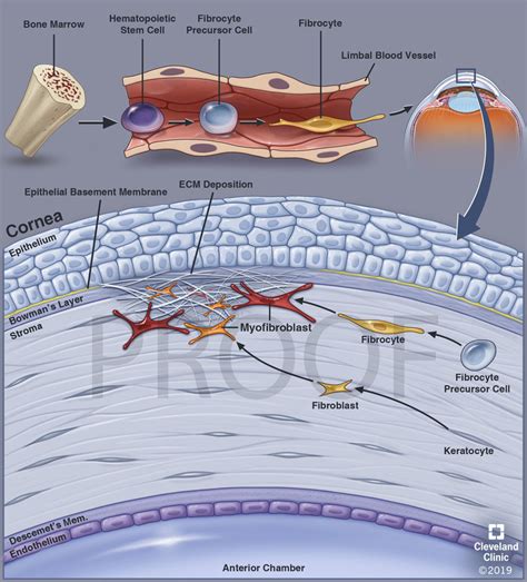 Schematic Diagram Showing The 2 Best Characterized Precursors To Download Scientific Diagram