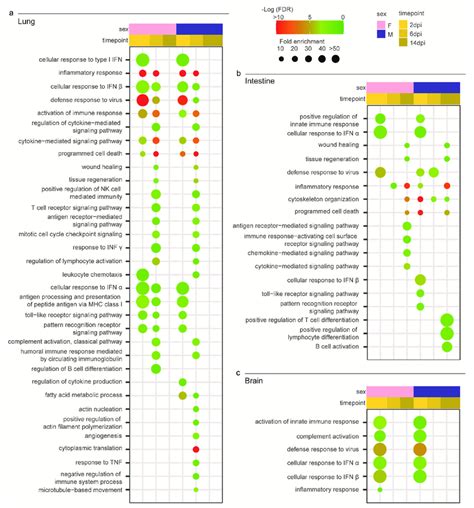 Transcriptomic Profile Of Sars Cov 2 Infected Male And Female Syrian