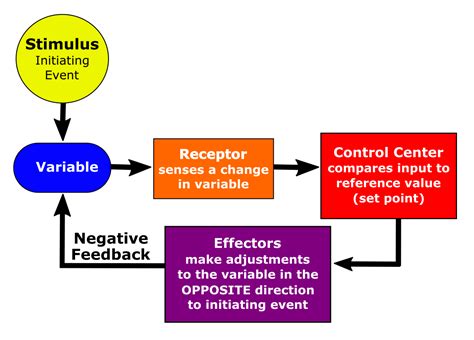 Negative Feedback Loop Insulin