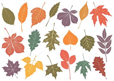 Vector Illustration Set Of 19 Autumn Leaves Stock Vector By ©bytedust