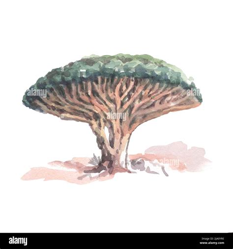 Trees Plants Forest Australia Nature Wild Watercolor Illustration Hand Drawn Isolated Element On