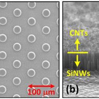 SEM Views Of CNT SiNW Bundle Arrays A Top And Cross Sectional SEM