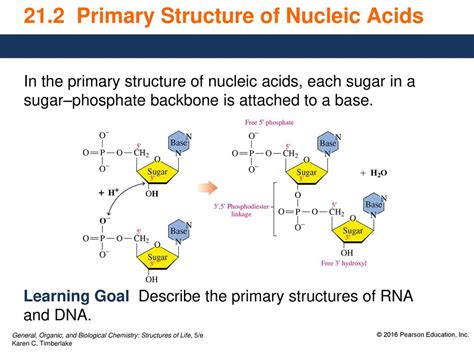Primary Structure Of Dna