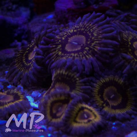 Stratocaster Zoanthids 1 Polyp Marine Pleasures