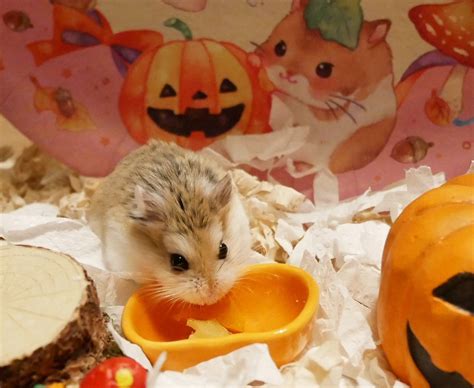まろたん2年前のハロウィン もふもふハム日記