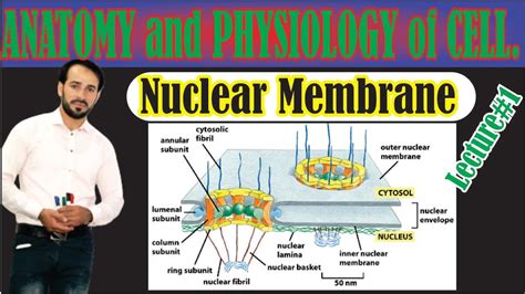Nuclear Membrane