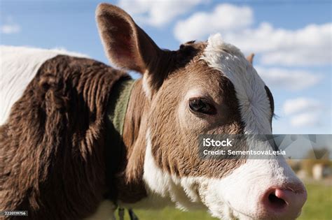 갈색과 흰색 털을 가진 매력적인 송아지가 무성한 녹색 초원에서 우아하게 풀을 뜯으며 솜털 구름과 함께 밝은 오후의 햇살을 쬐고 있습니다 가축에 대한 스톡 사진 및 기타