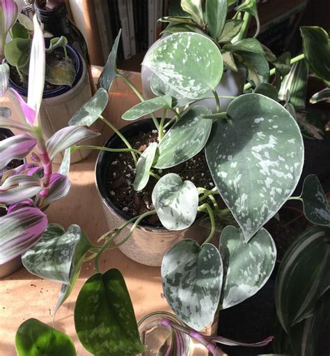 My Scindapsus Collection Propagation Experiments Planting