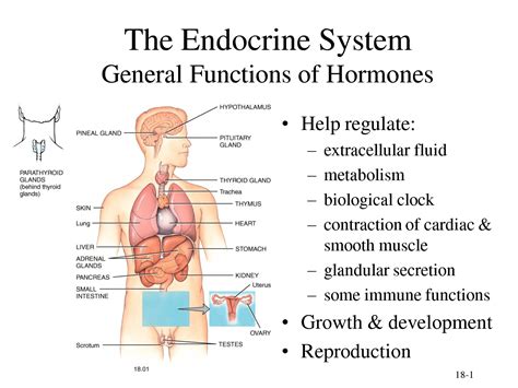 Endocrine System Function Diagram Endocrine Functions Hormon