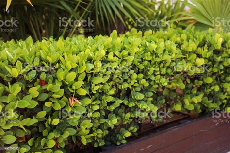 푸른 단풍 활기찬 꽃 이국적인 식물로 가득한 무성한 열대 우림 생명 활력 성장 자연과의 조화의 상징 풍부한 환경은 영양을 공급합니다 결심에 대한 스톡 사진 및 기타 이미지