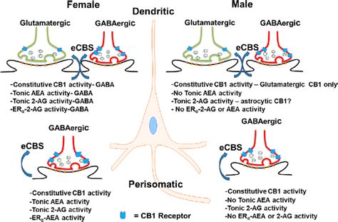 Summary Of Ecb Sex Differences At Ca3 Ca1 Synapses This Model
