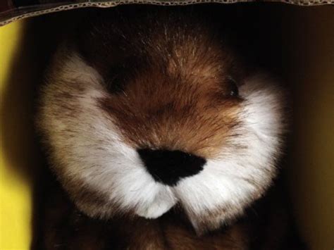 Caddyshack Gopher Dance