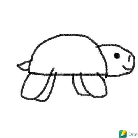 Turtle Animation Youtube