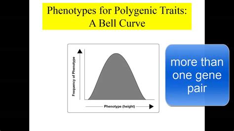 Single Gene Trait