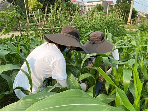 泰州靖江：农技人员深入一线助农抗旱稳产 资讯 泰兴网 泰兴市新闻综合门户网站