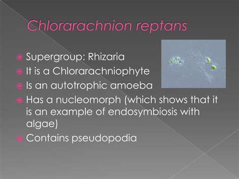 Protista Example Organisms Ppt
