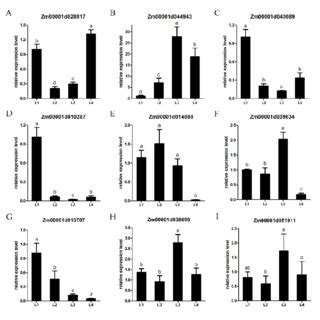 A I Quantitative RT PCR QRT PCR Validation Of DEGs At Different Download Scientific Diagram