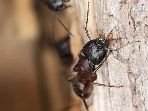 How To Spot The Signs Of Carpenter Ants In Denver Colorado Springs And Noco