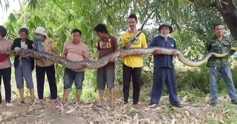 massive 100kg python measuring 20ft caught and carried by eight villagers daily star