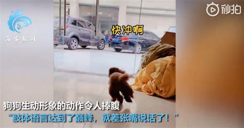 狗子连喊带比划叫小伙伴出去玩，网友：急得就差开口说话了 北晚新视觉