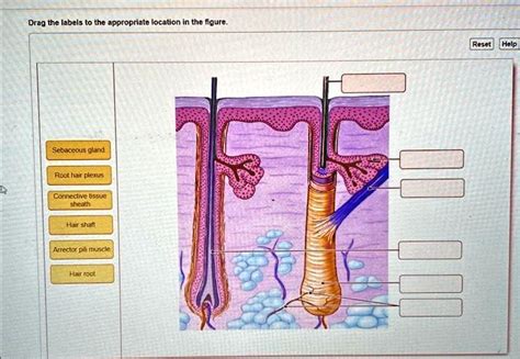 Drag The Labels To The Appropriate Location In The Figure Reset Help Sebaceous Gland Root Hair