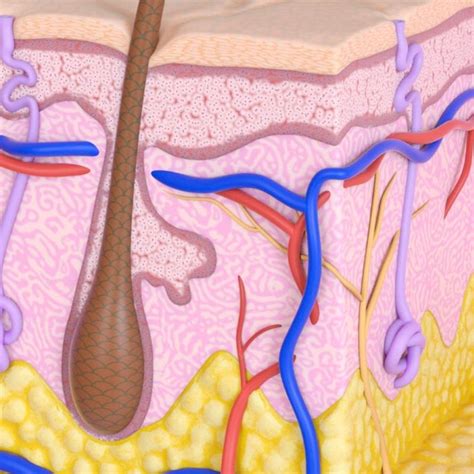 Layers Of The Dermis Diagram