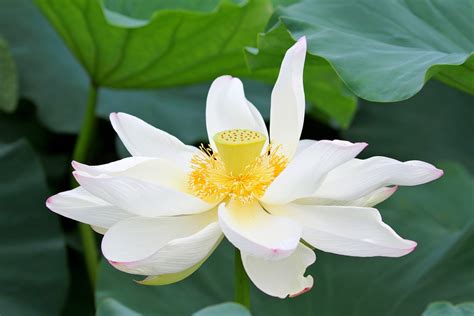 로터스 꽃 연꽃 흰 Pixabay의 무료 사진 Pixabay