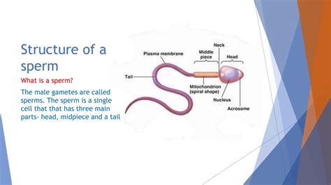 The Best Human Reproductive System Ppt Pptx