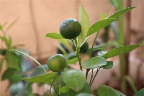 Tree Kumquat Leaves Free Photo On Pixabay Pixabay