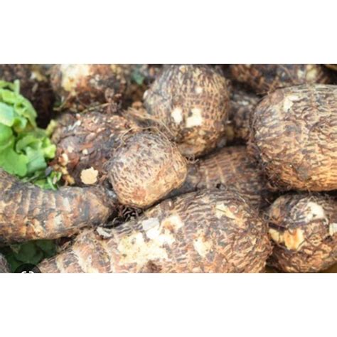 Macabo Blanc Malanga Distribution Lovaf