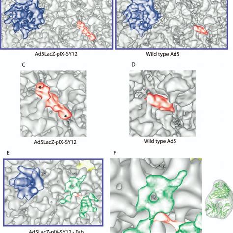 Comparison Between The Complexes Formed By The C Terminal Domains Of