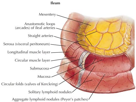 Ileum Terminal Ileum Location Ileum Function And Ileum Anatomy