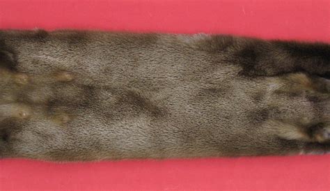 Tanned Furs Otter 7205 0957