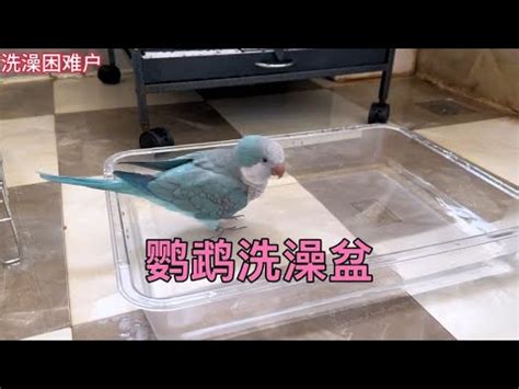 来说话你们家鹦鹉都喜欢洗澡吗俺家个个都是洗澡困难事 YouTube