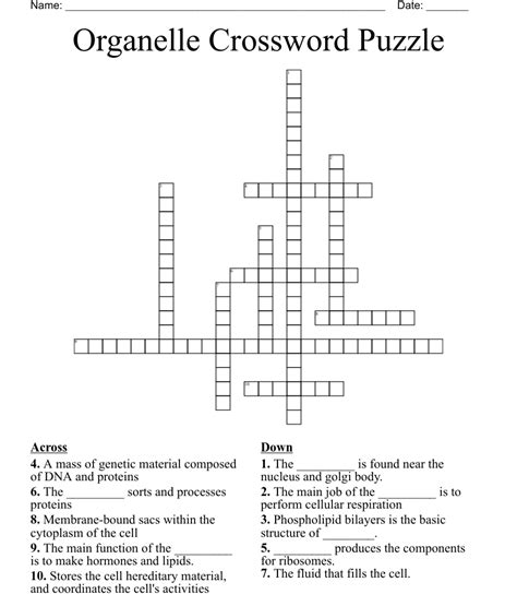 Organelle Crossword Puzzle Wordmint