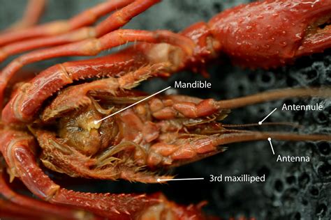 Crayfish Appendages
