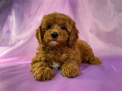 Dark Red F1b Female Cockapoo Puppy For Sale In Iowa