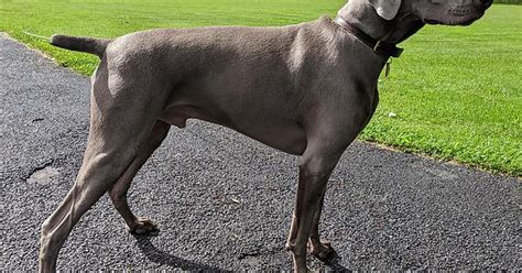 Lazer Focus Album On Imgur