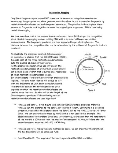 Restriction Mapping Teaching Resources