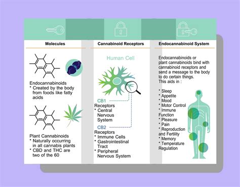 Cannabis Effects On The Brain And Body Unveiling Cannabis