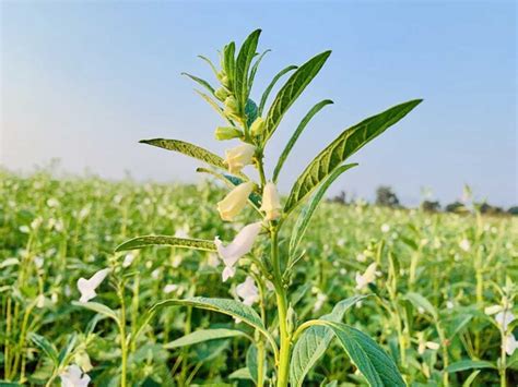 পাহাড়ে দ্বিগুণ ফলন পেতে সঠিক নিয়মে হলুদ চাষ পদ্ধতি Krishakbd