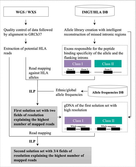 The Bioinformatics Workflow For An Improved Hla Typing Pipeline From Download Scientific