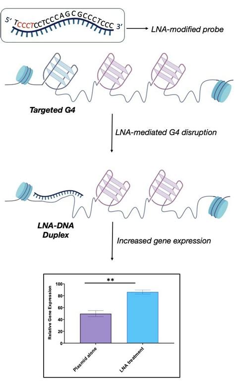 Schematic Representation Of Lna Mediated G4 Disruption Lna Modified Download Scientific
