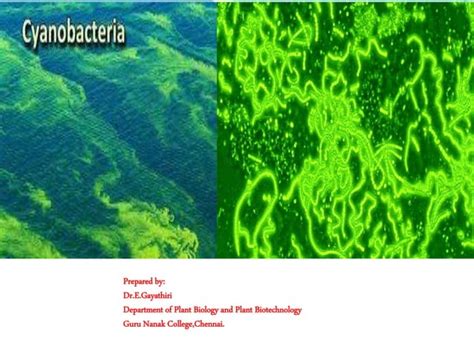 Cyanobacteria Pptx Biological Sciences Science