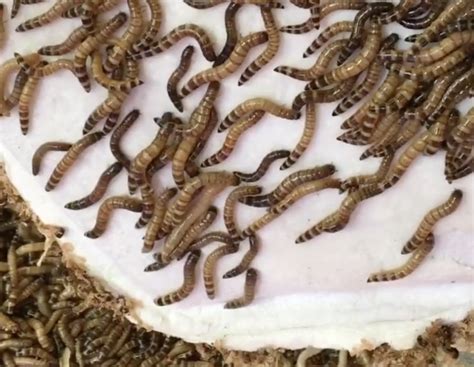 Spotlight Eddy Shares Styrofoam Eating Worms With Thousand First Steps