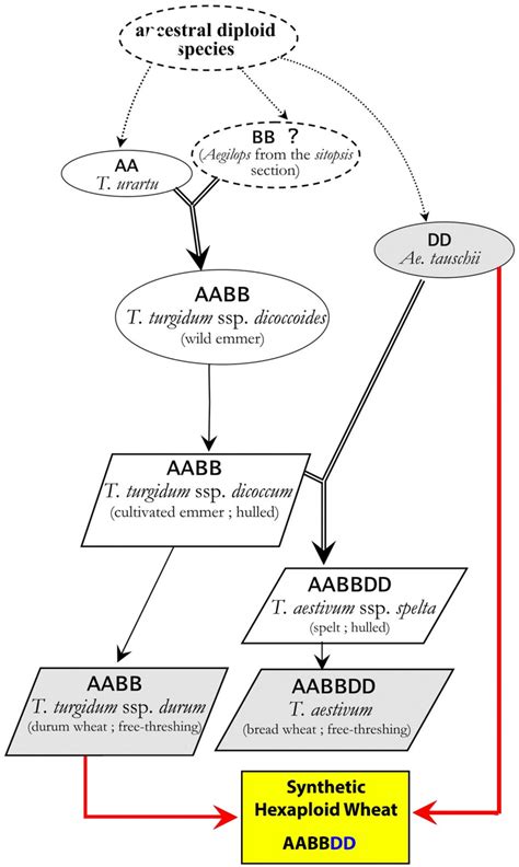 Development Of Synthetic Hexaploid Wheat Aabbdd In Comparison With